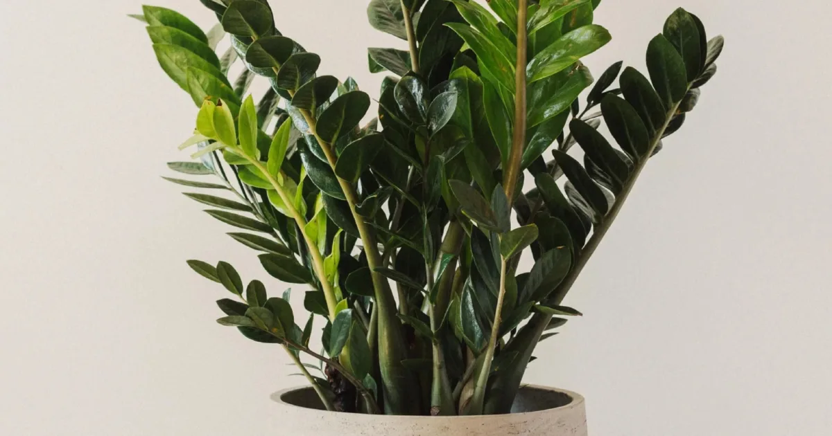 The Best Plants for Every Room in Your Home - DUET Property Group
